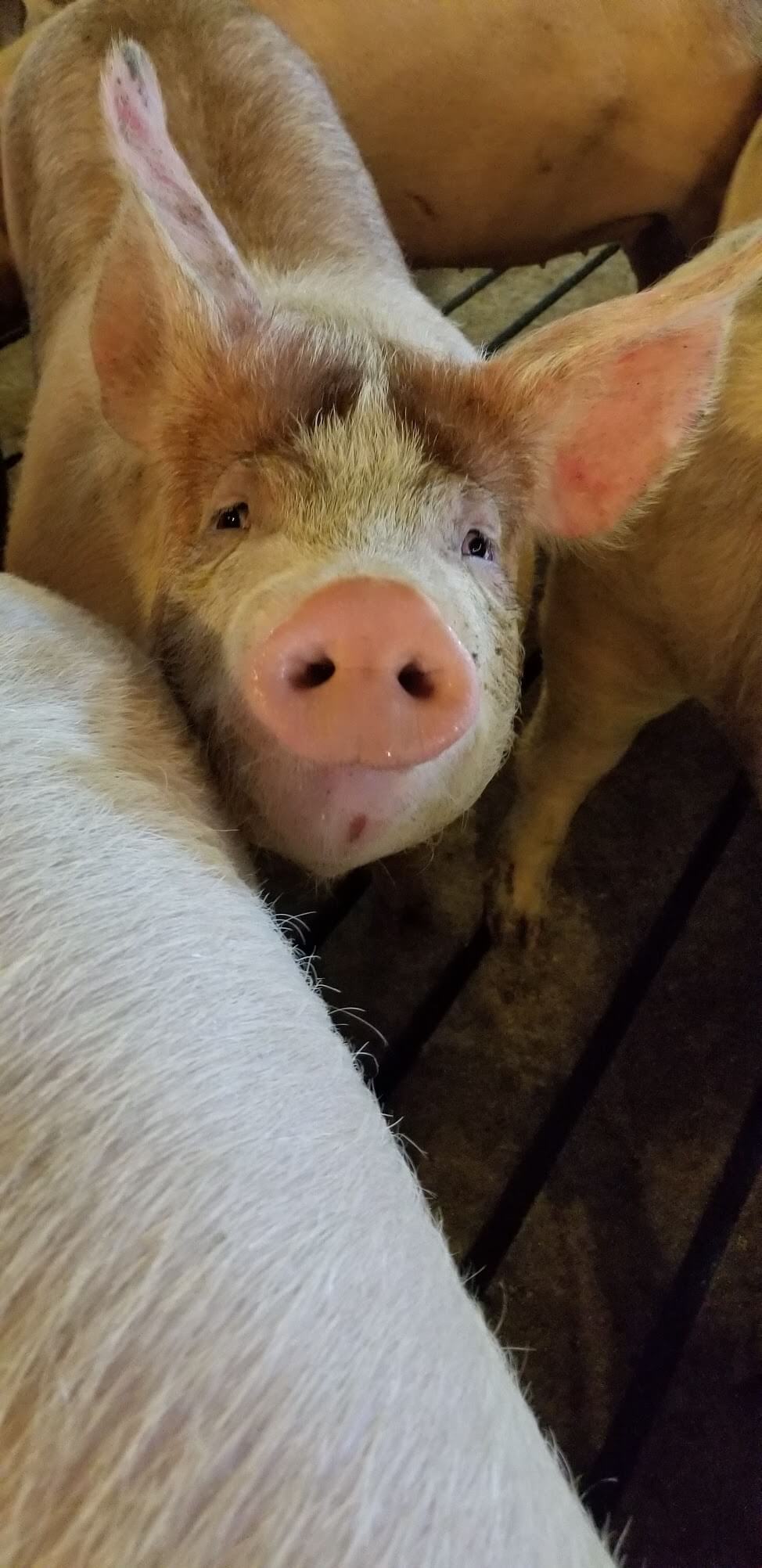 Duroc-Cross Pork – Krogman Homegrown Meats